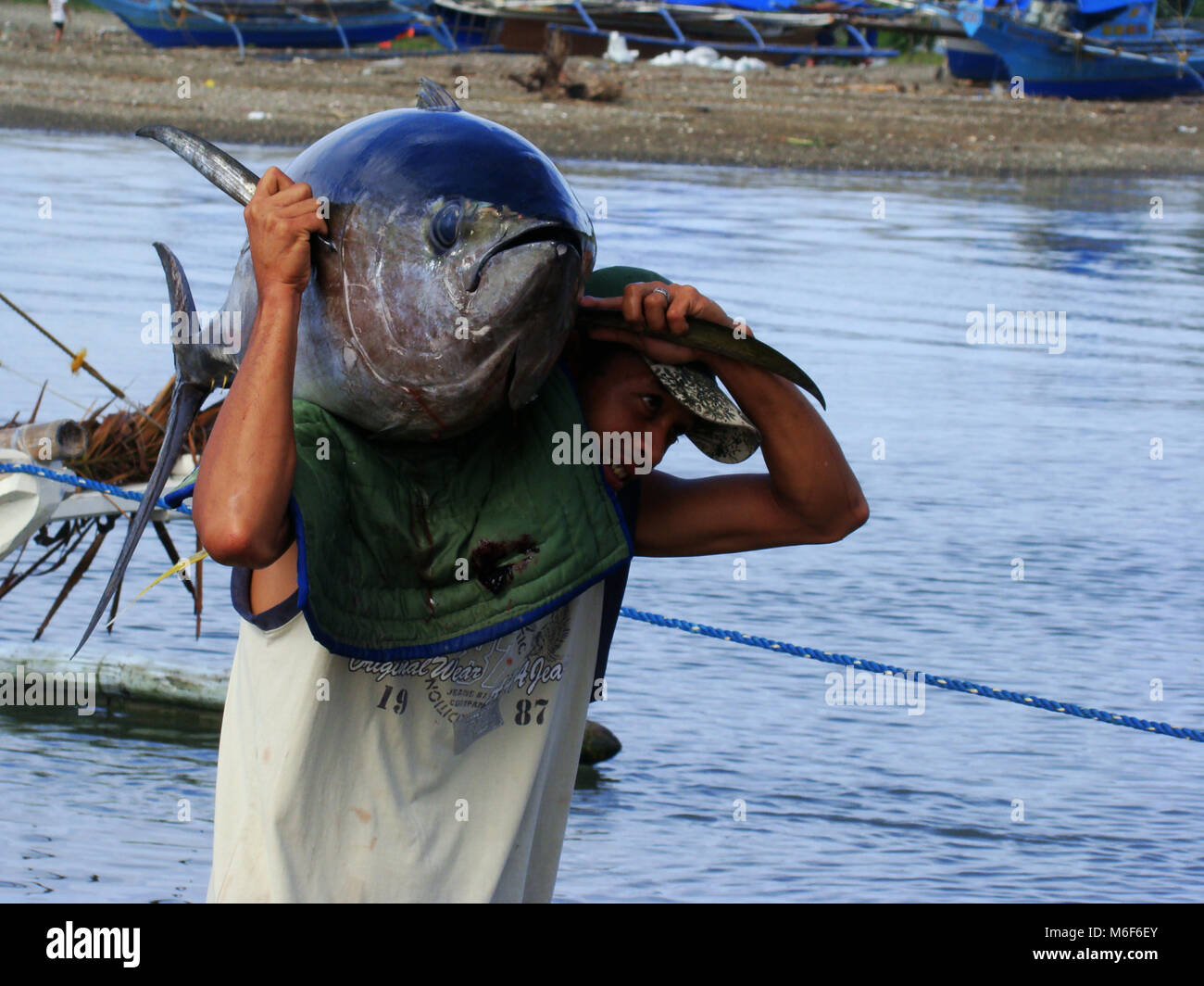Yellowfin tuna Thunnus albacares freshly landed by the artisanal ...