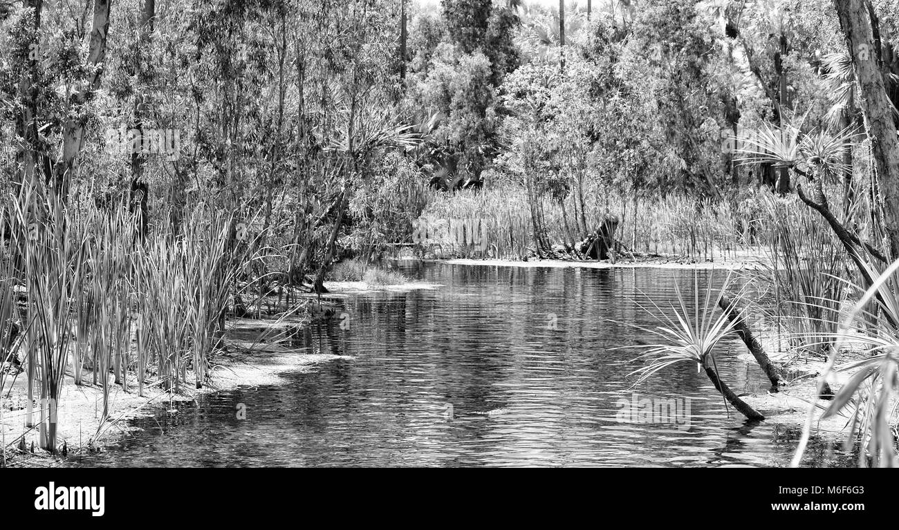 in australia mataranka river the palm and the lake in the nature Stock ...