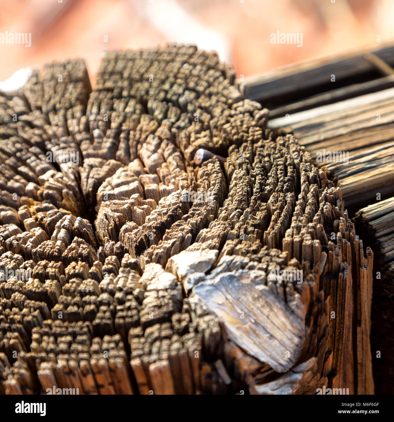 abstract texture of a surface tree like background grain Stock Photo ...