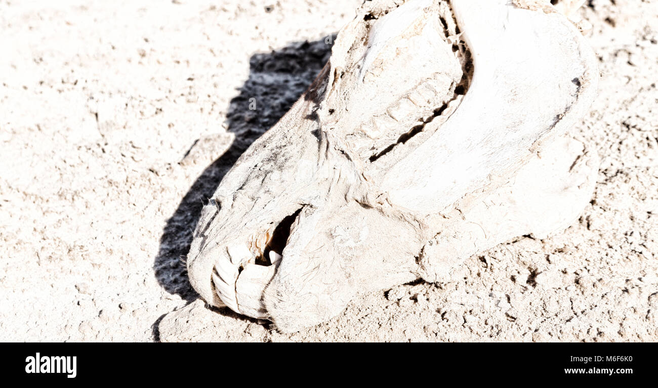 in ethiopia africa dead head horse and animal cranium in the desert of ...