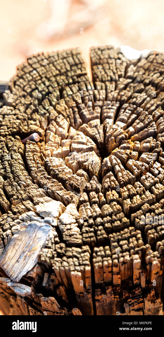 abstract texture of a surface tree like background grain Stock Photo ...