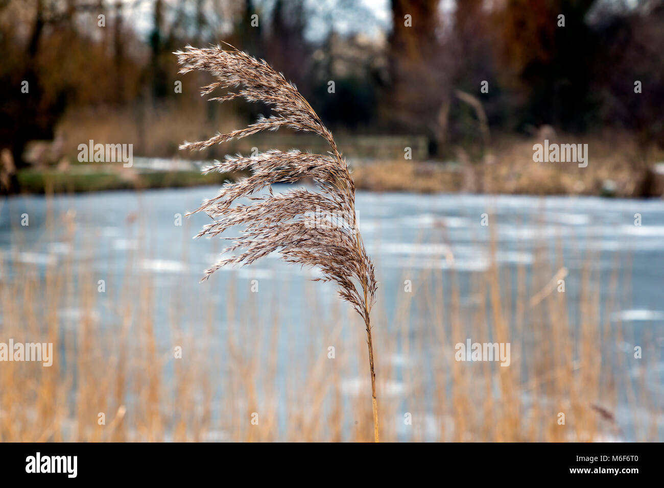 Plume like panicles of flowers hi-res stock photography and images - Alamy