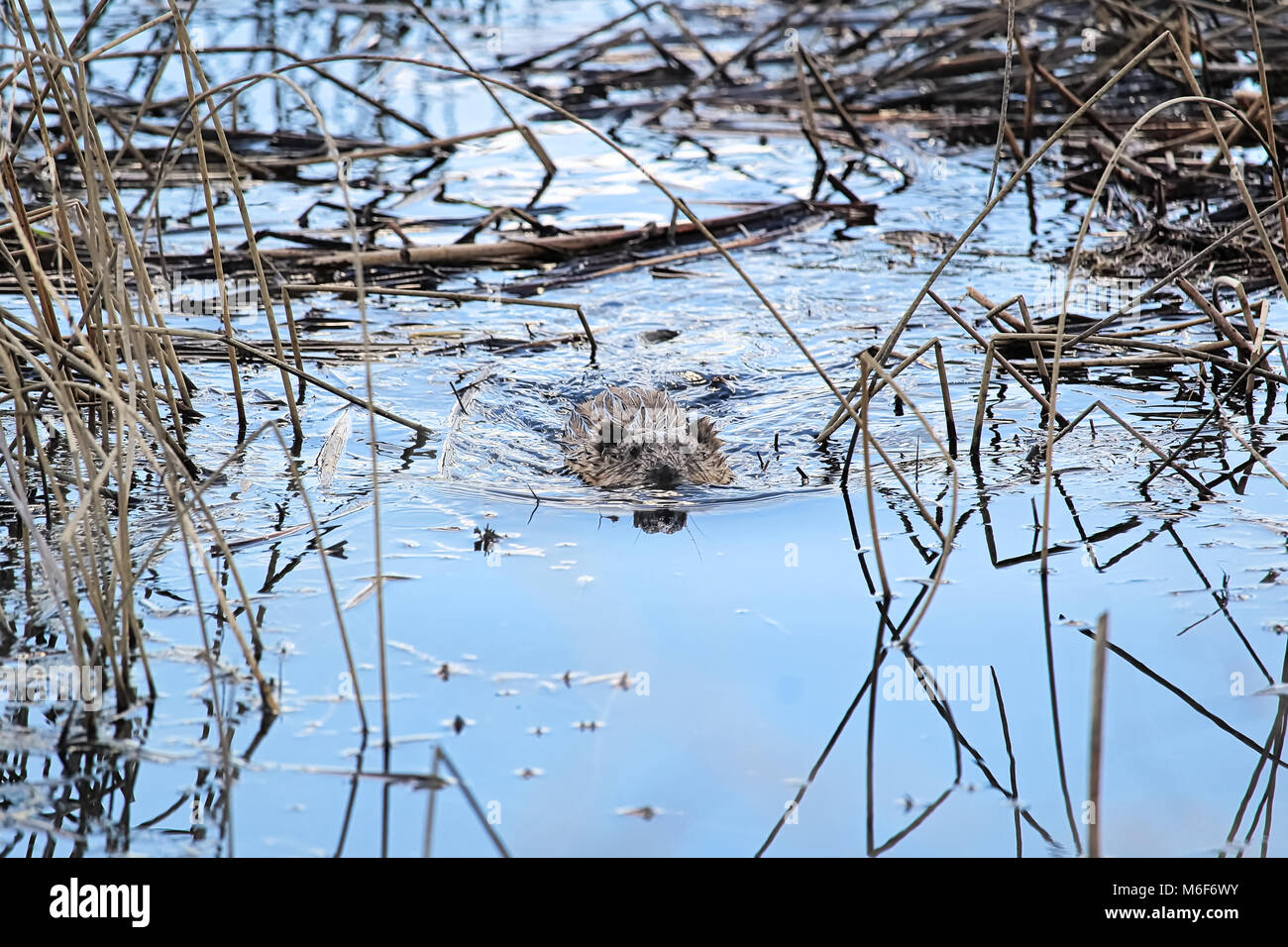 Muskrat Cattail High Resolution Stock Photography and Images - Alamy