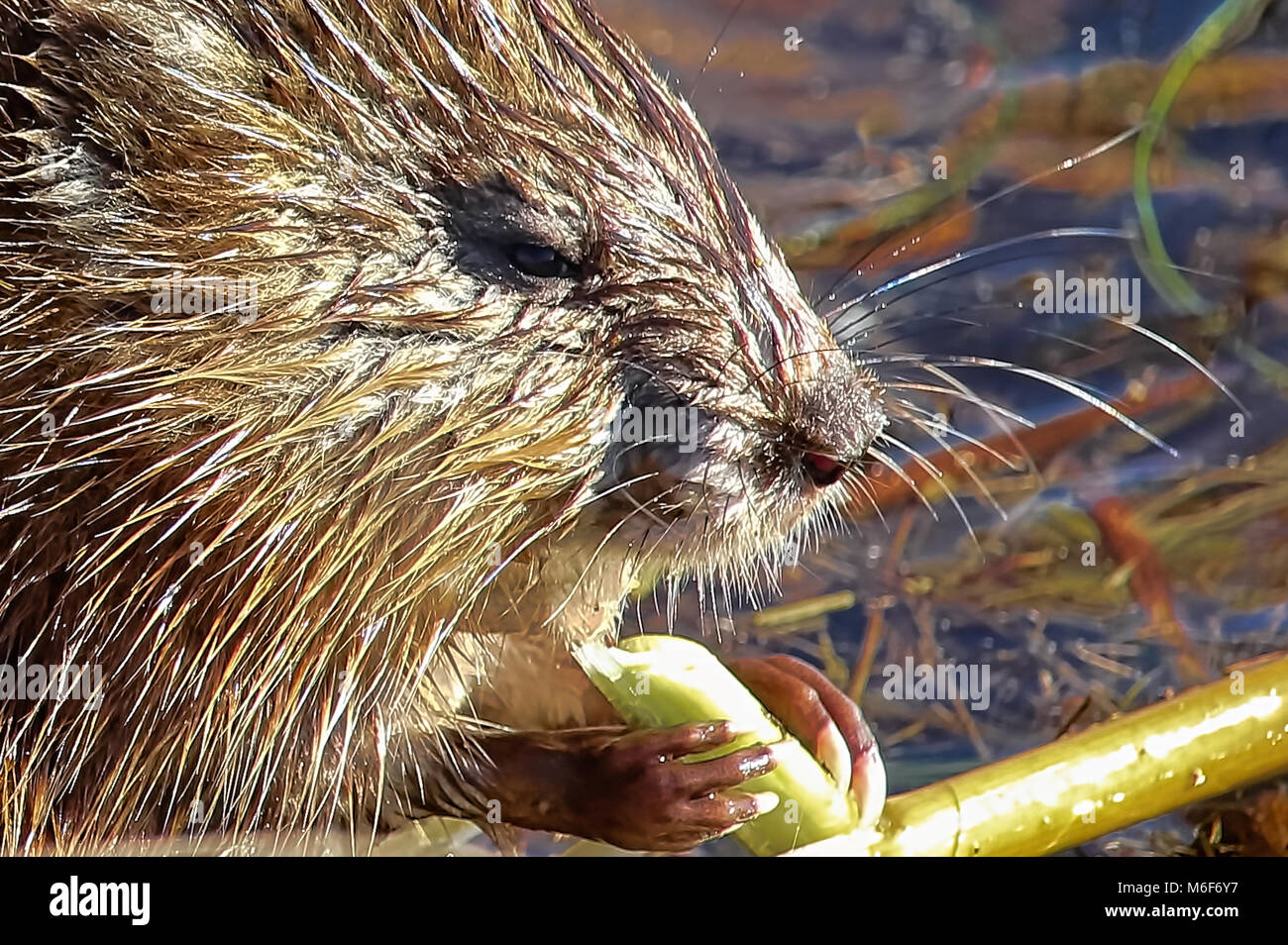 Muskrat Up Close