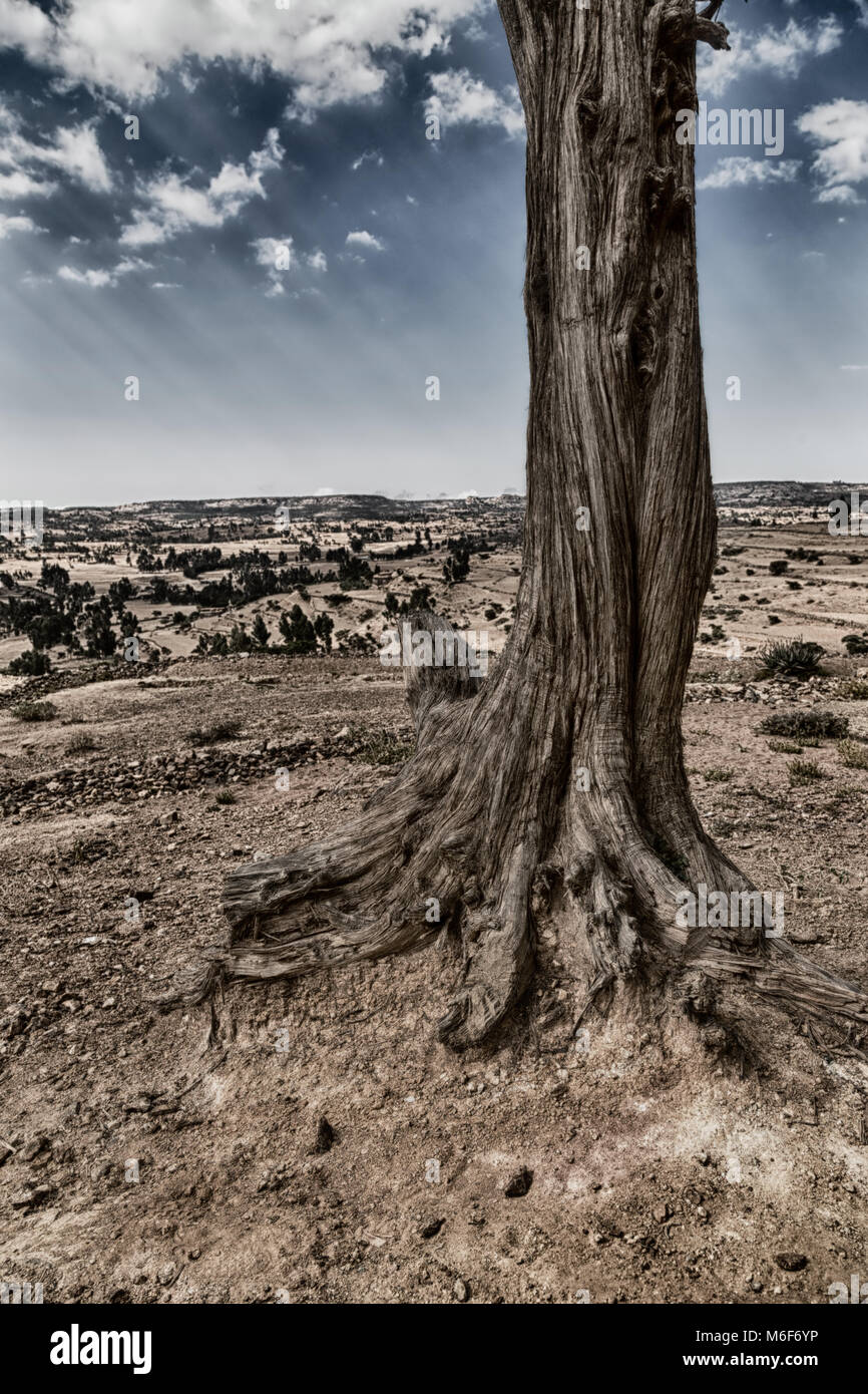 in ethiopia africa in the old valley a dead tree and his roots in the ...