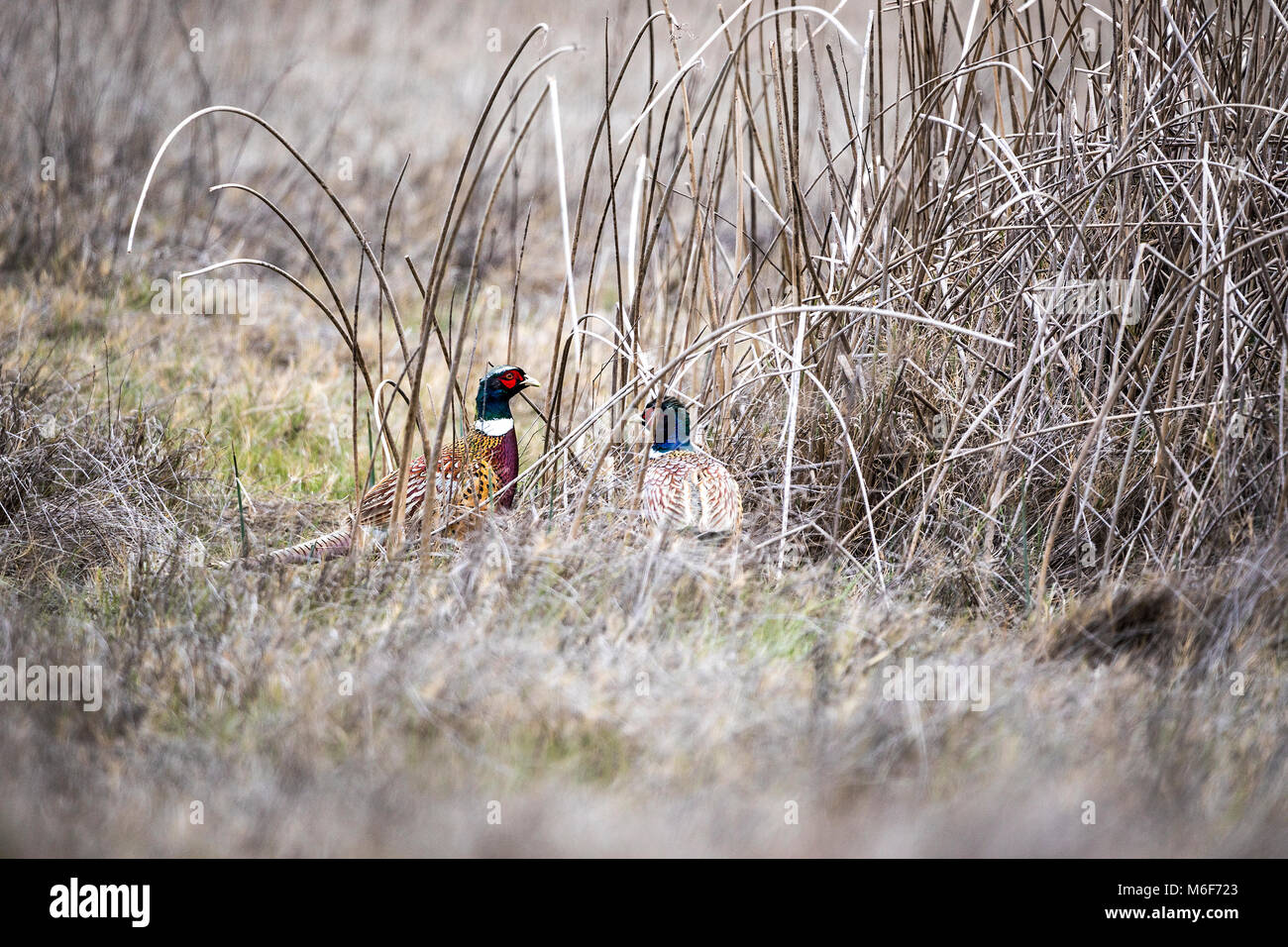 At the Sacramento Colusa National Wildlife refuge Stock Photo - Alamy