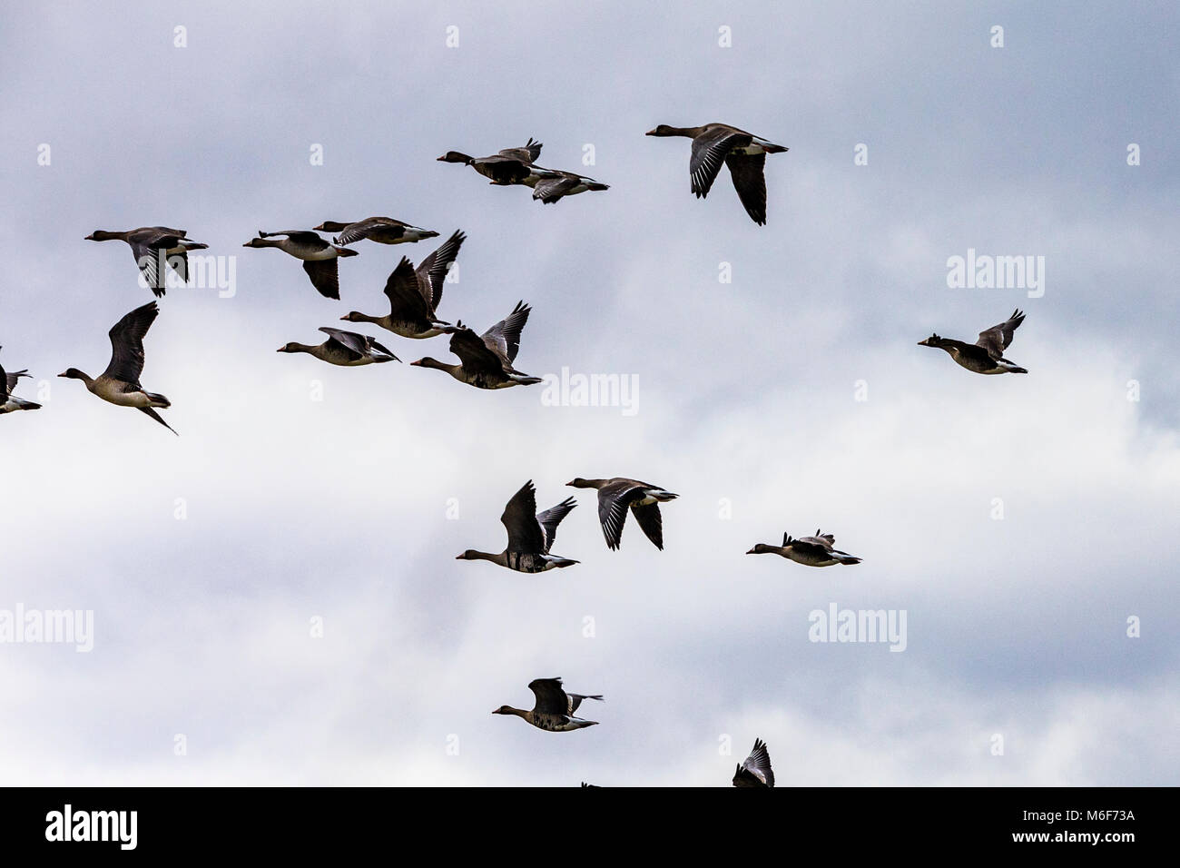 At the Sacramento Colusa National Wildlife refuge Stock Photo - Alamy