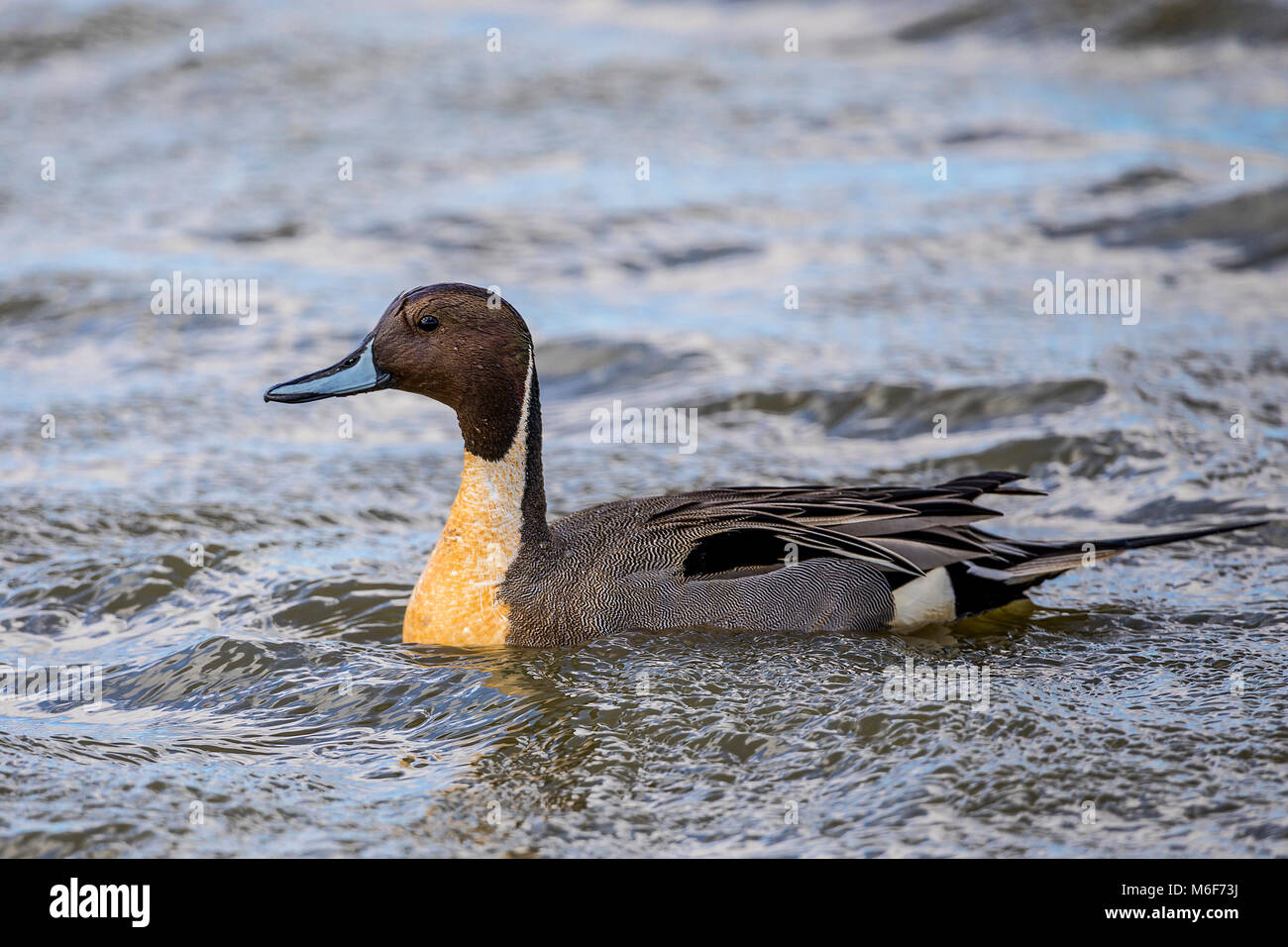 A Norhtern Pintail Duck (Anas acuta) At the Sacramento Colusa National ...