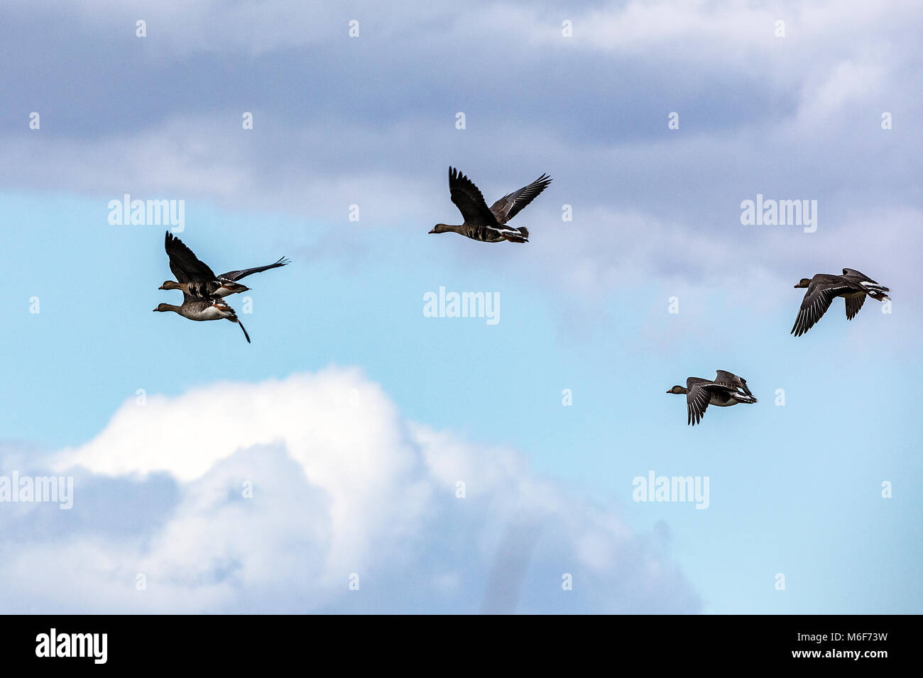 At the Sacramento Colusa National Wildlife refuge Stock Photo - Alamy