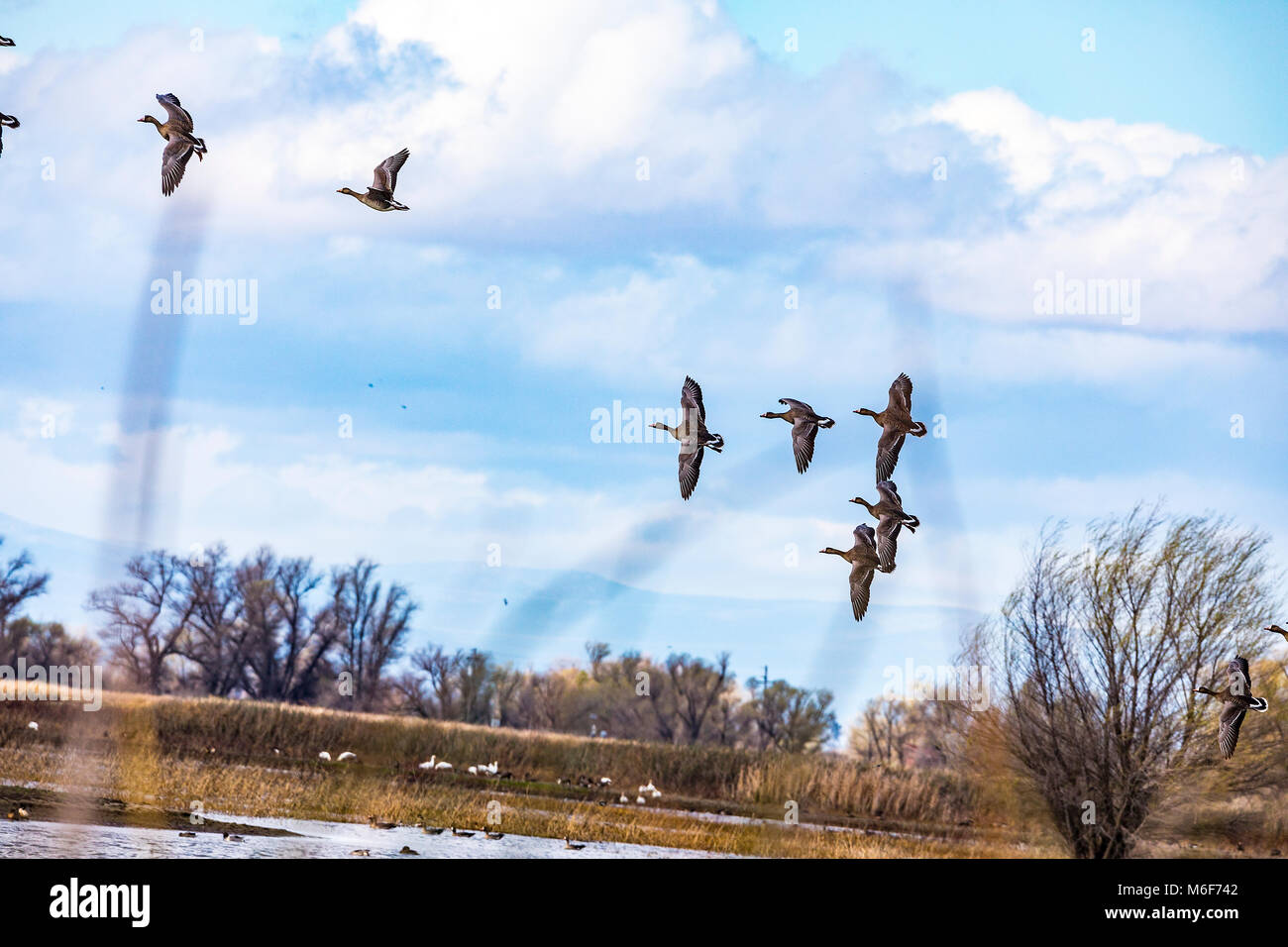 At the Sacramento Colusa National Wildlife refuge Stock Photo - Alamy