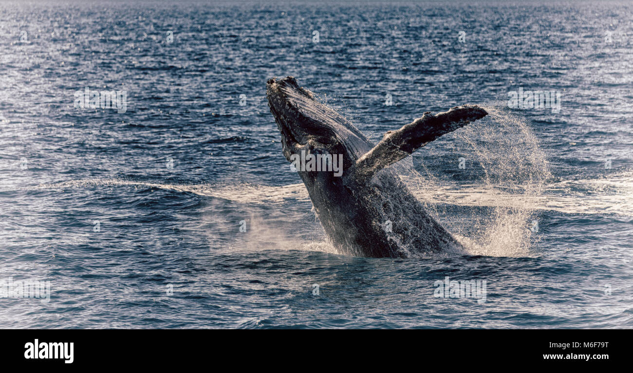 in australia a free whale in the ocean like concept of freedom Stock ...