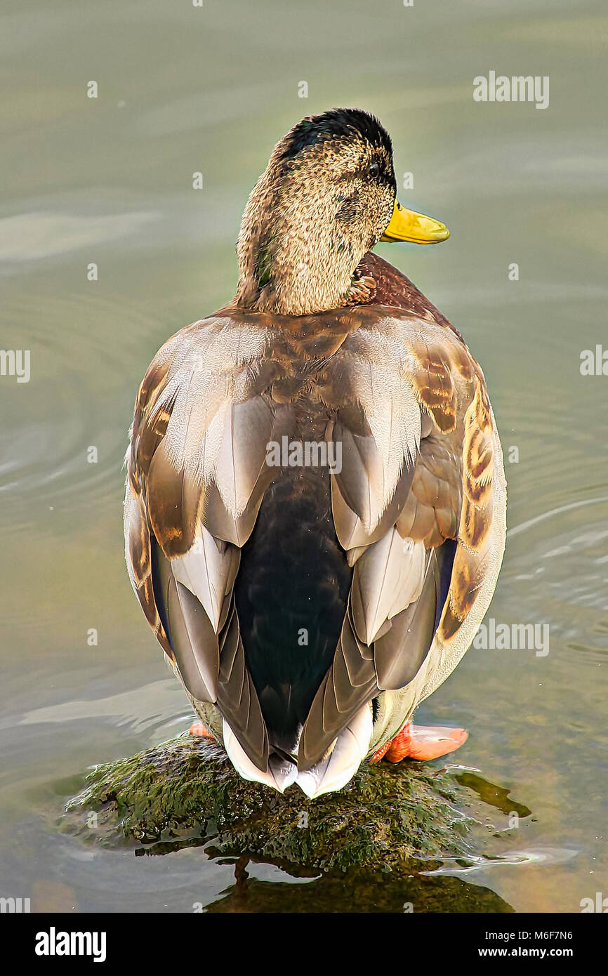 The back of juvenile male duck starting to molt Stock Photo - Alamy