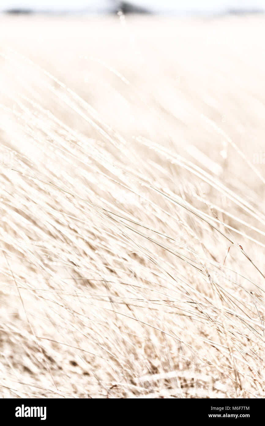 Asian rice fiels hi-res stock photography and images - Alamy