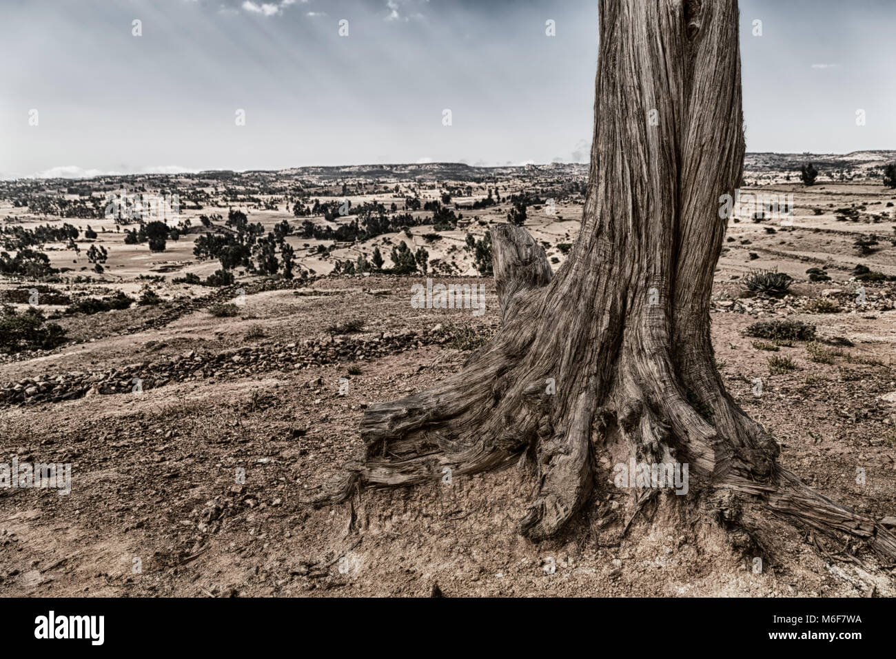 in ethiopia africa in the old valley a dead tree and his roots in the ...