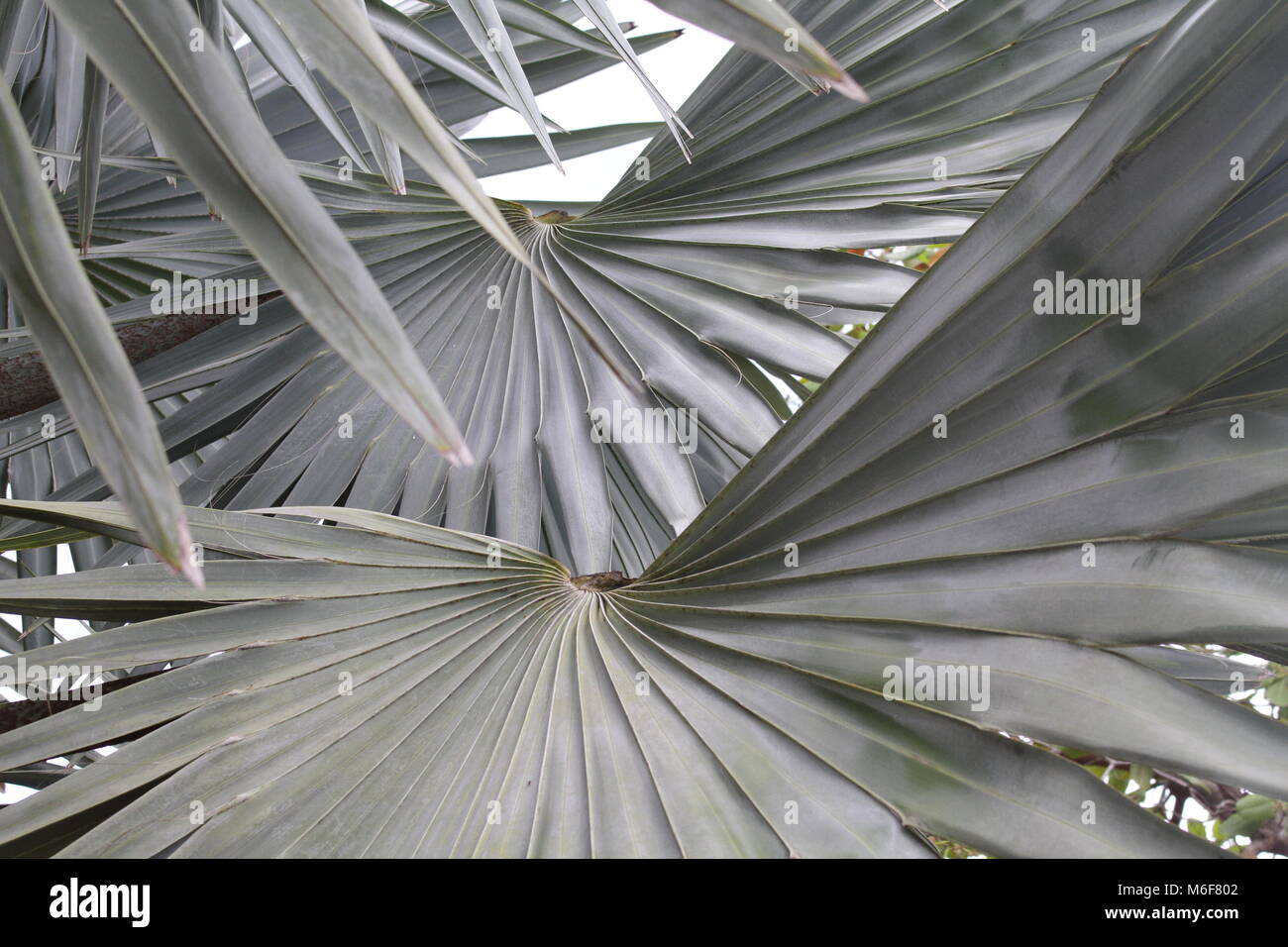 I love palm leaves hi-res stock photography and images - Alamy
