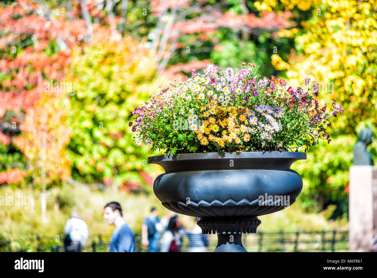 The daisy new york city hi-res stock photography and images - Alamy