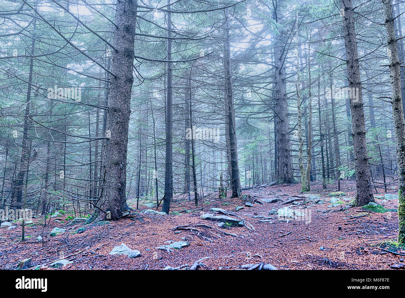 Autumn foliage pine tree forest with fog and mist in dark shadow during ...