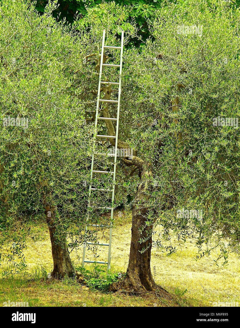 Twin Olive Trees in Tuscany Stock Photo - Alamy