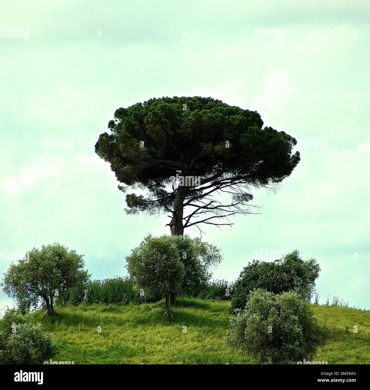 Isolated Tree in Olive Grove Stock Photo - Alamy
