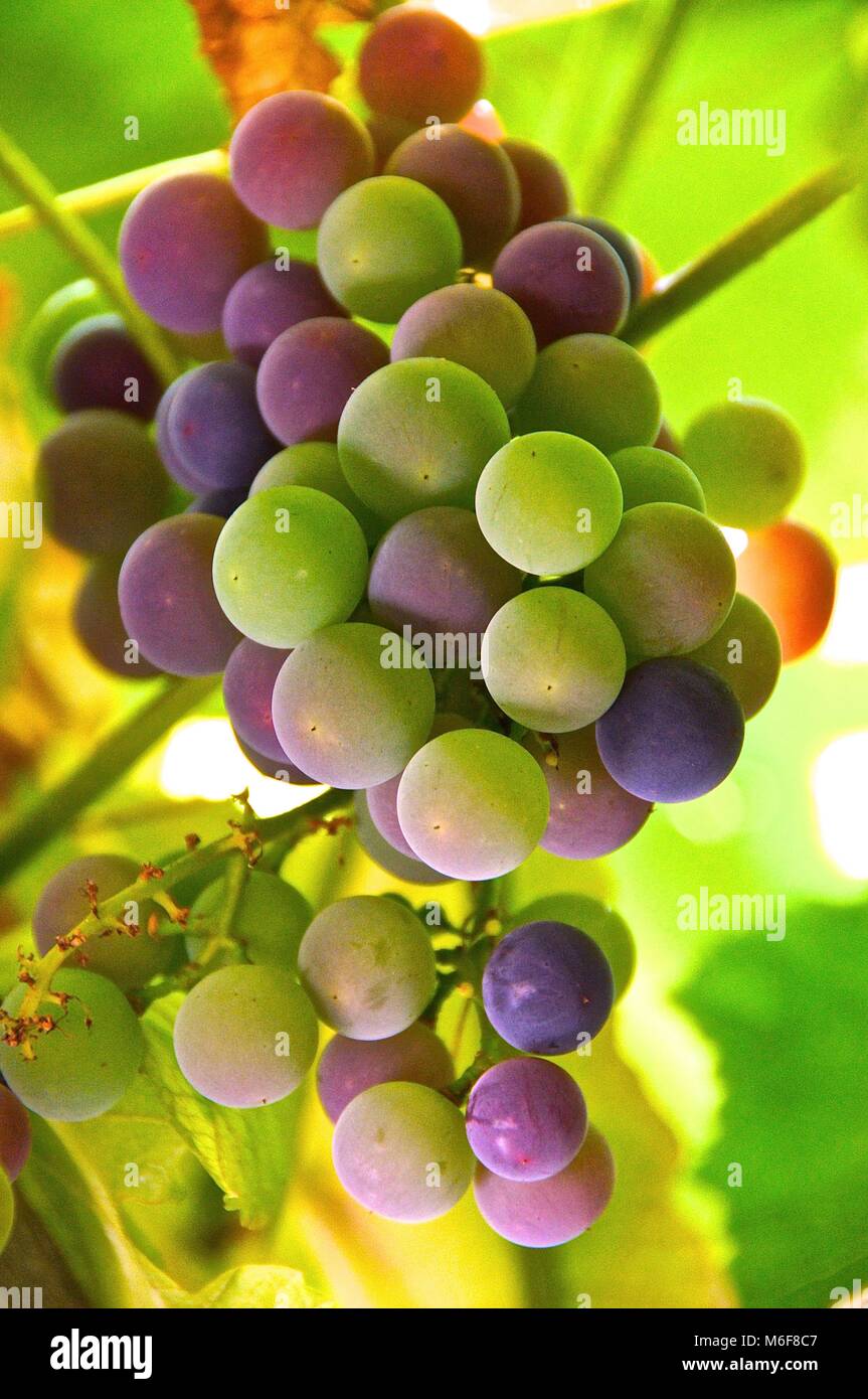 Grape Cluster ripening Stock Photo - Alamy