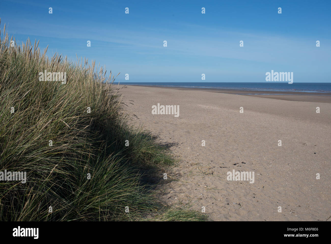 Beach grass marram grass roots hi-res stock photography and images - Alamy