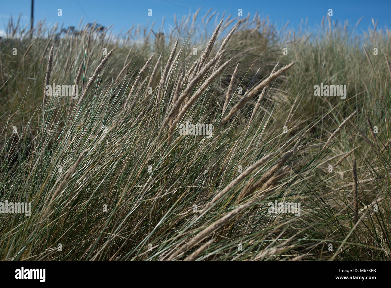 Beach Grass Marram Grass Roots High Resolution Stock Photography and ...