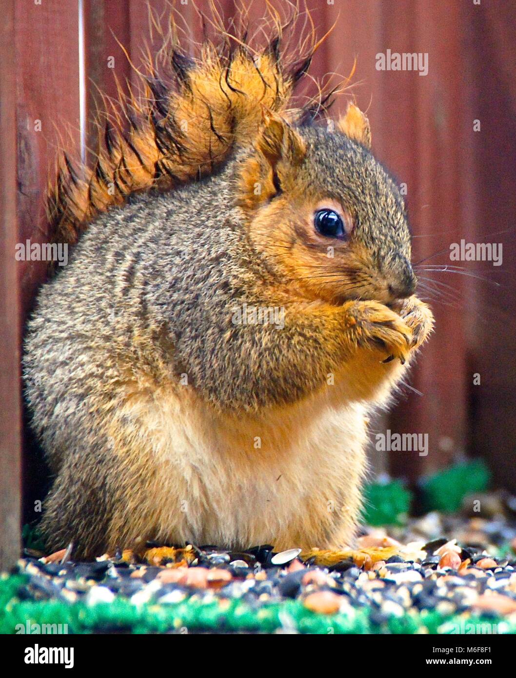 Squirrel corn hi-res stock photography and images - Alamy