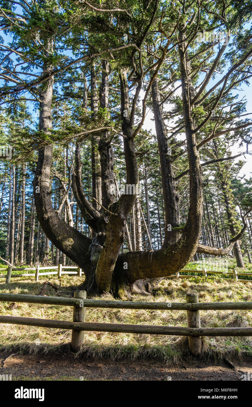 The Octopus Tree at Cape Meares is a massive Sitka Spruce whose limbs ...