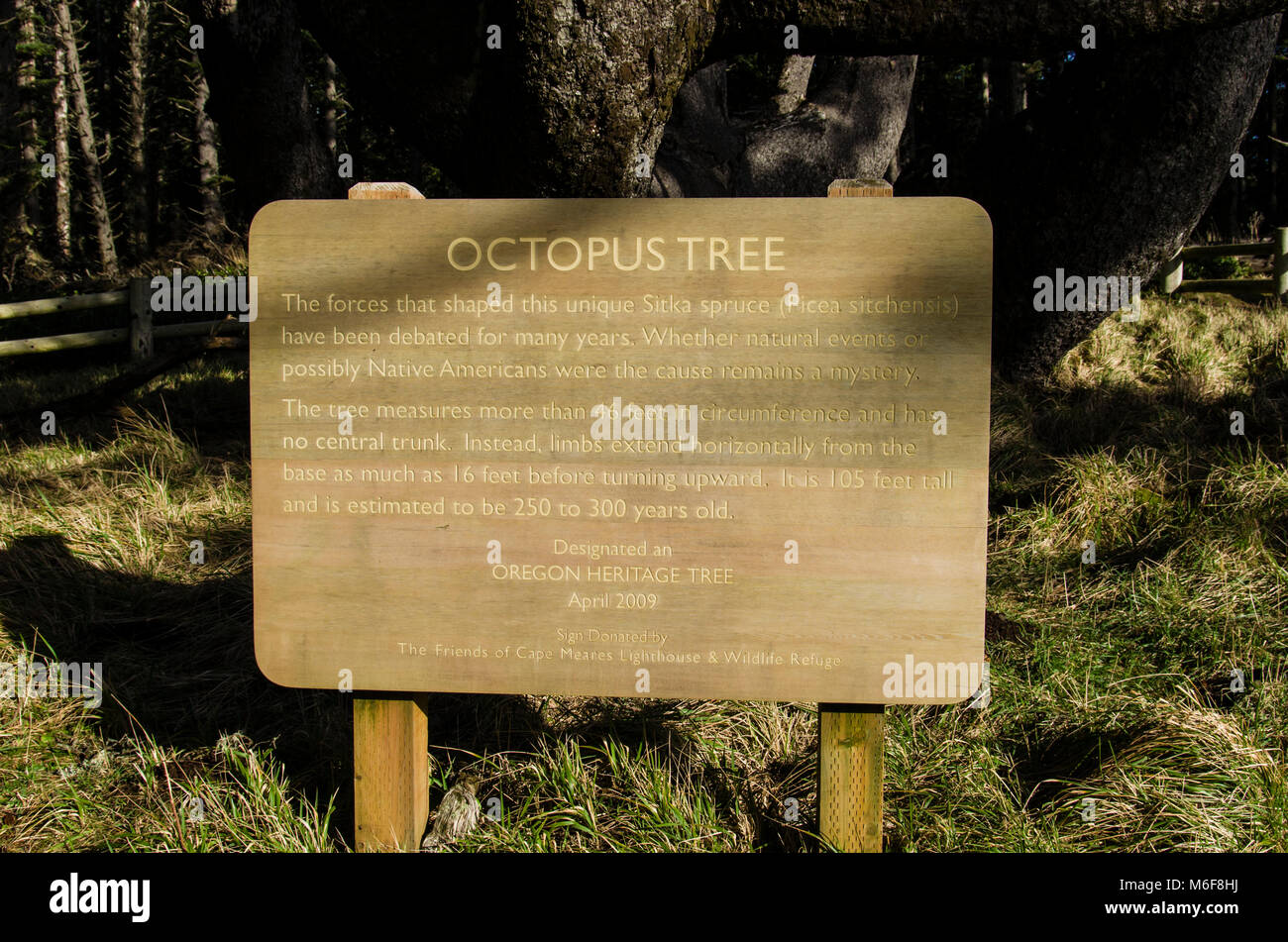 The Octopus Tree at Cape Meares is a massive Sitka Spruce whose limbs ...
