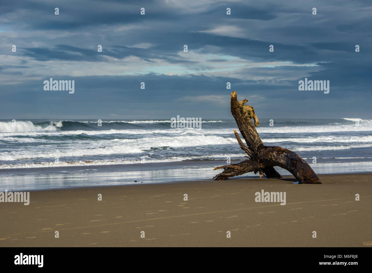 Driftwood tree stump on a beach of the Pacific Ocean. Oregon Stock ...