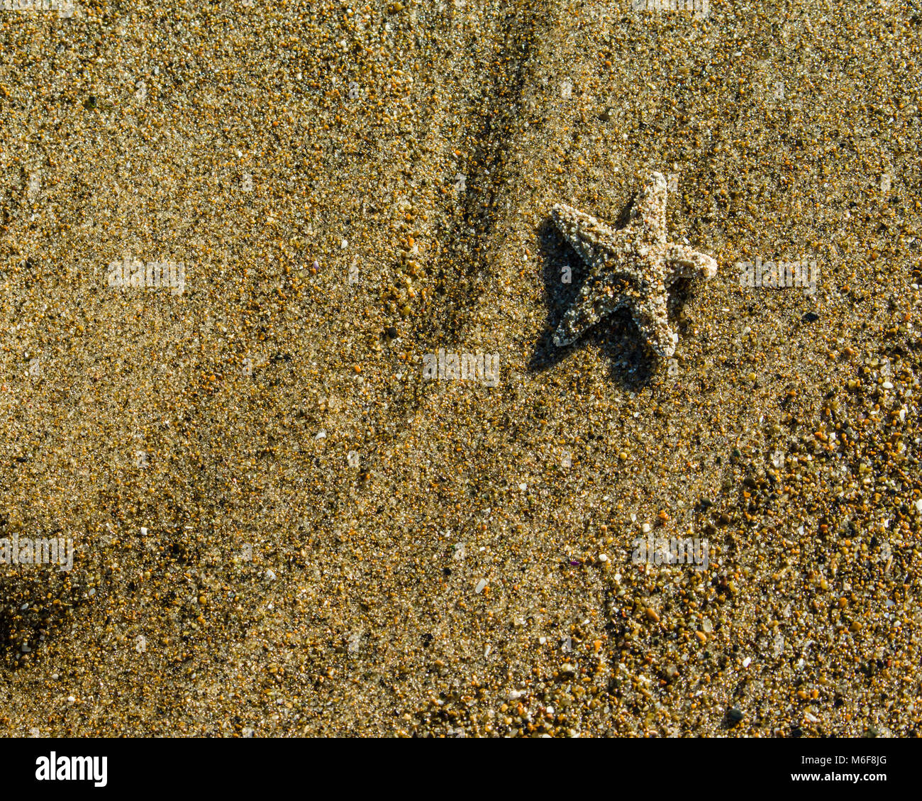 Starfish or sea stars on the beach hi-res stock photography and images ...