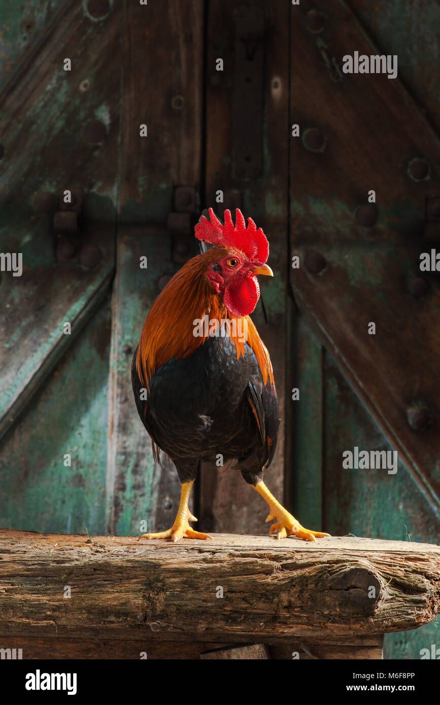 Rooster. Bantam breed originally from Brianza, a hilly area north of ...