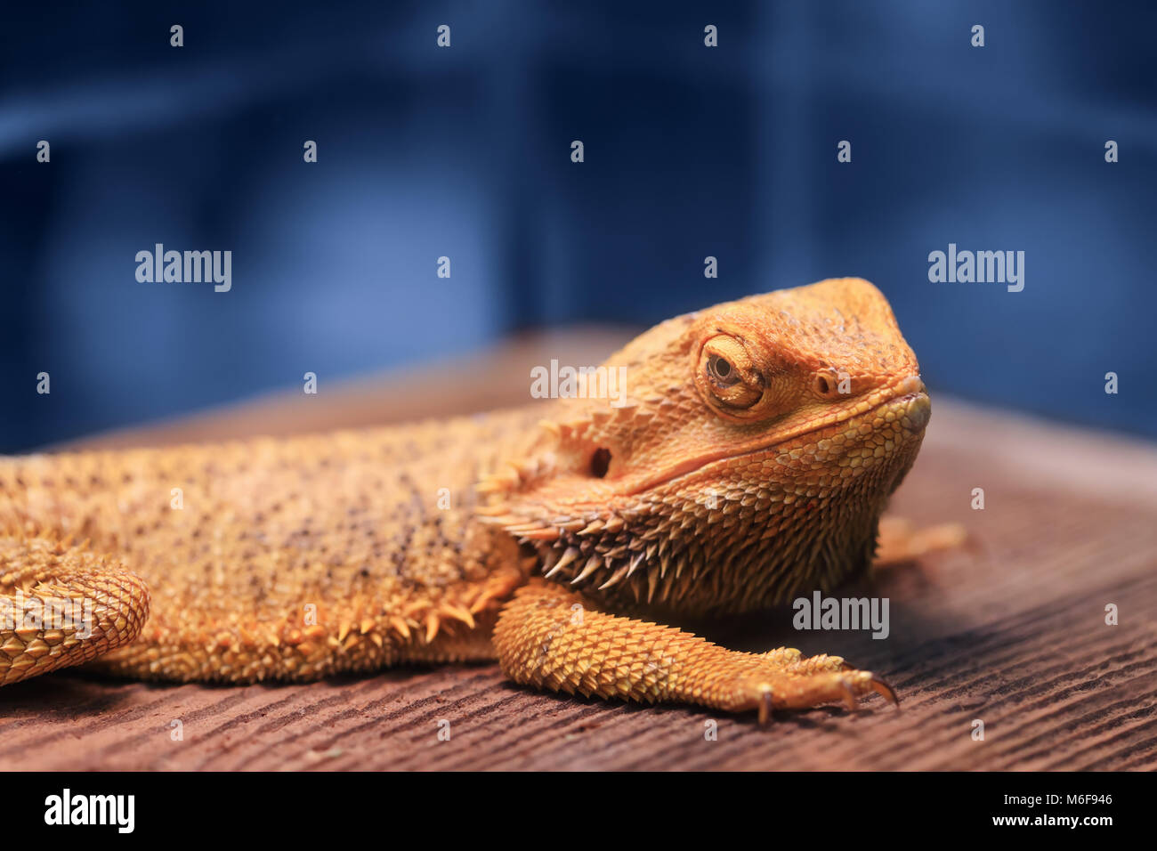 Great reptile - bearded dragon sitting on a wooden table and looking in ...