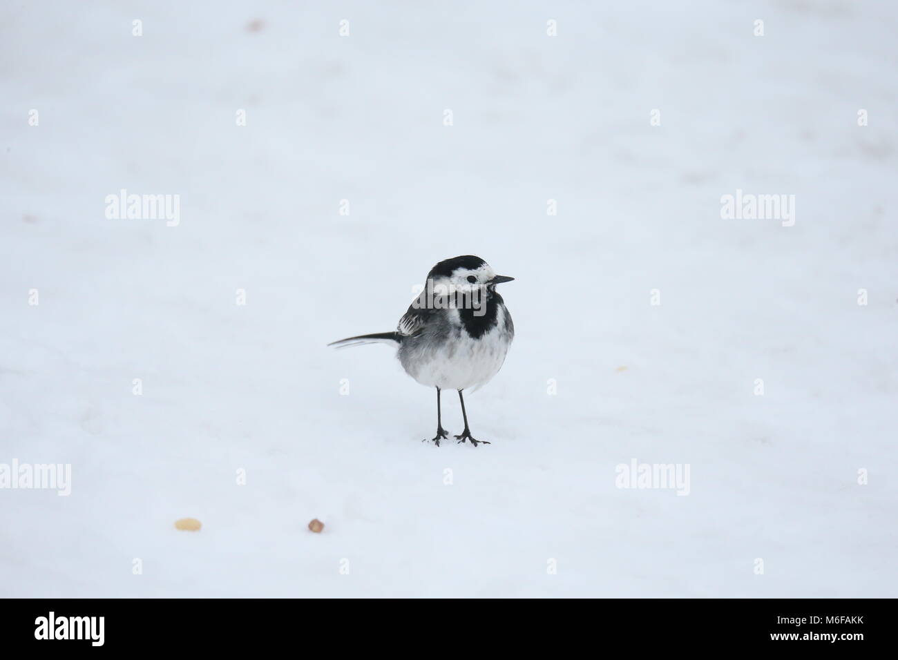 Dublin, Ireland. 3rd March 2018.A Wagtail surrounded by snow. Image ...