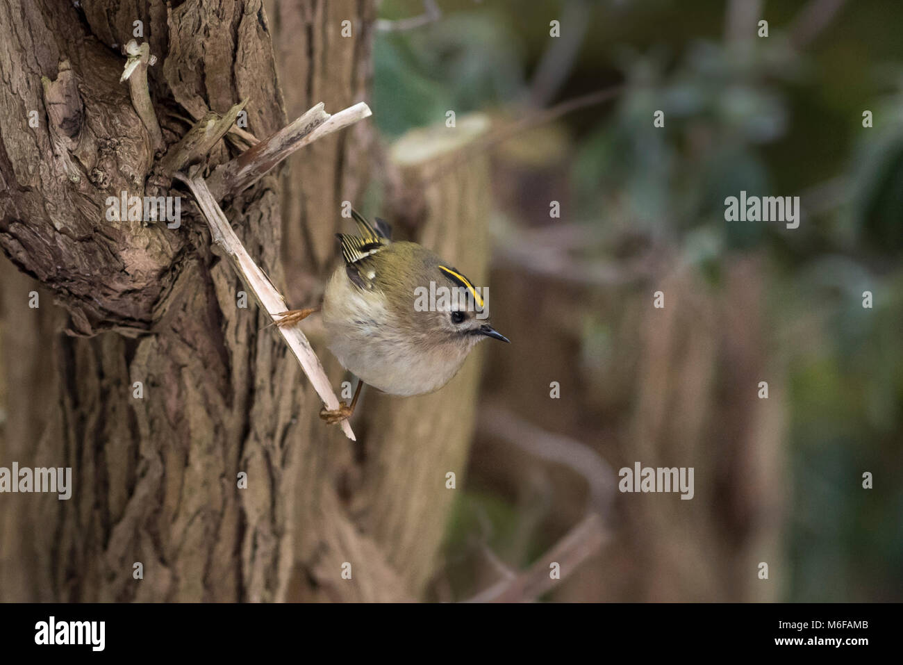 Cardiff, Wales, UK. 3rd March 2018. The goldcrest (Regulus regulus) is ...