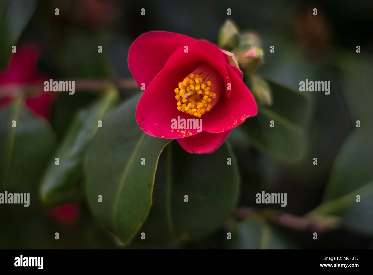 Middlemist’s red camellia hi-res stock photography and images - Alamy