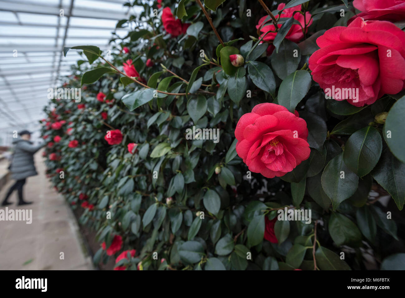 Middlemist’s red camellia hi-res stock photography and images - Alamy