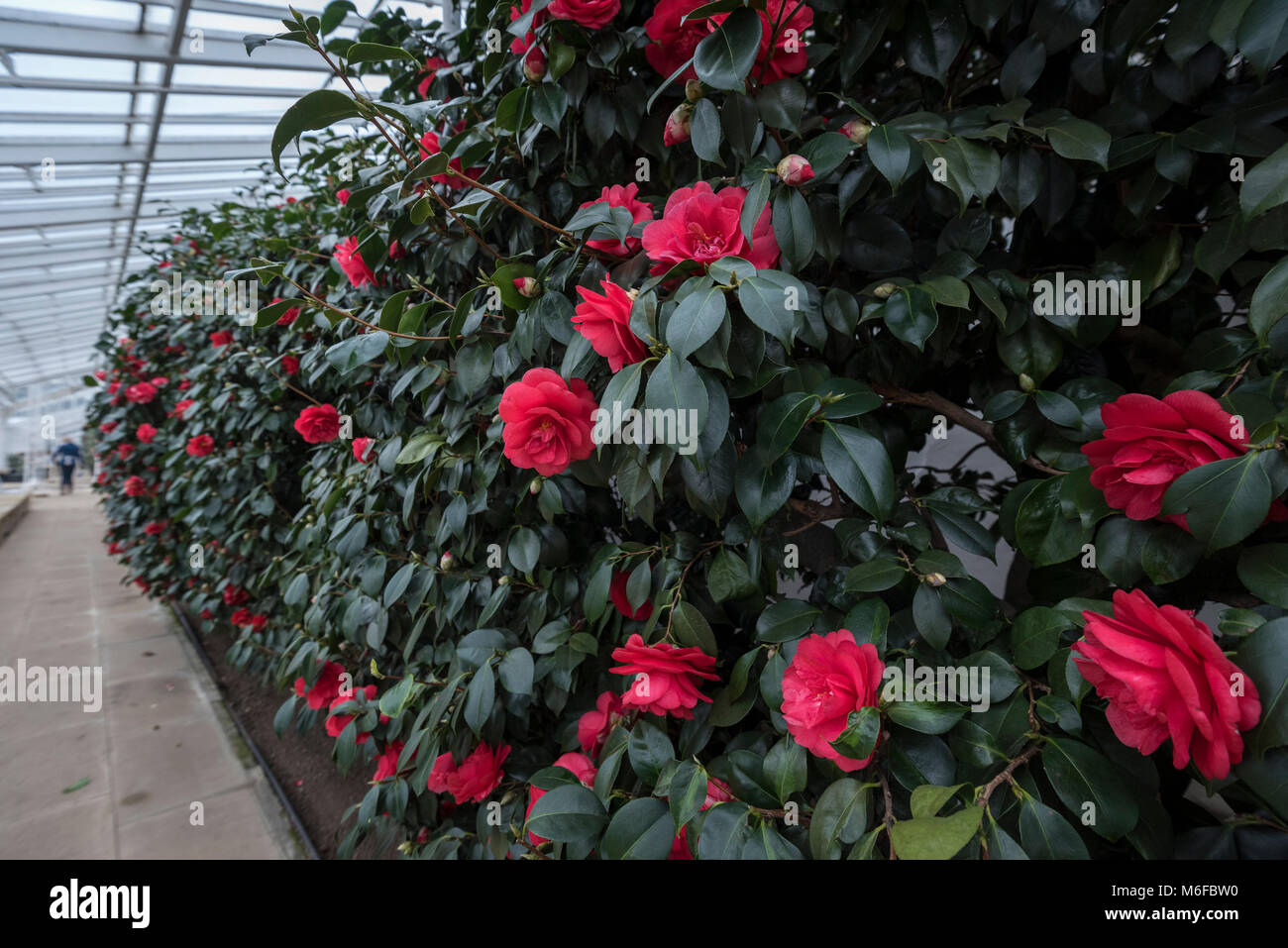 Middlemist’s red camellia hi-res stock photography and images - Alamy