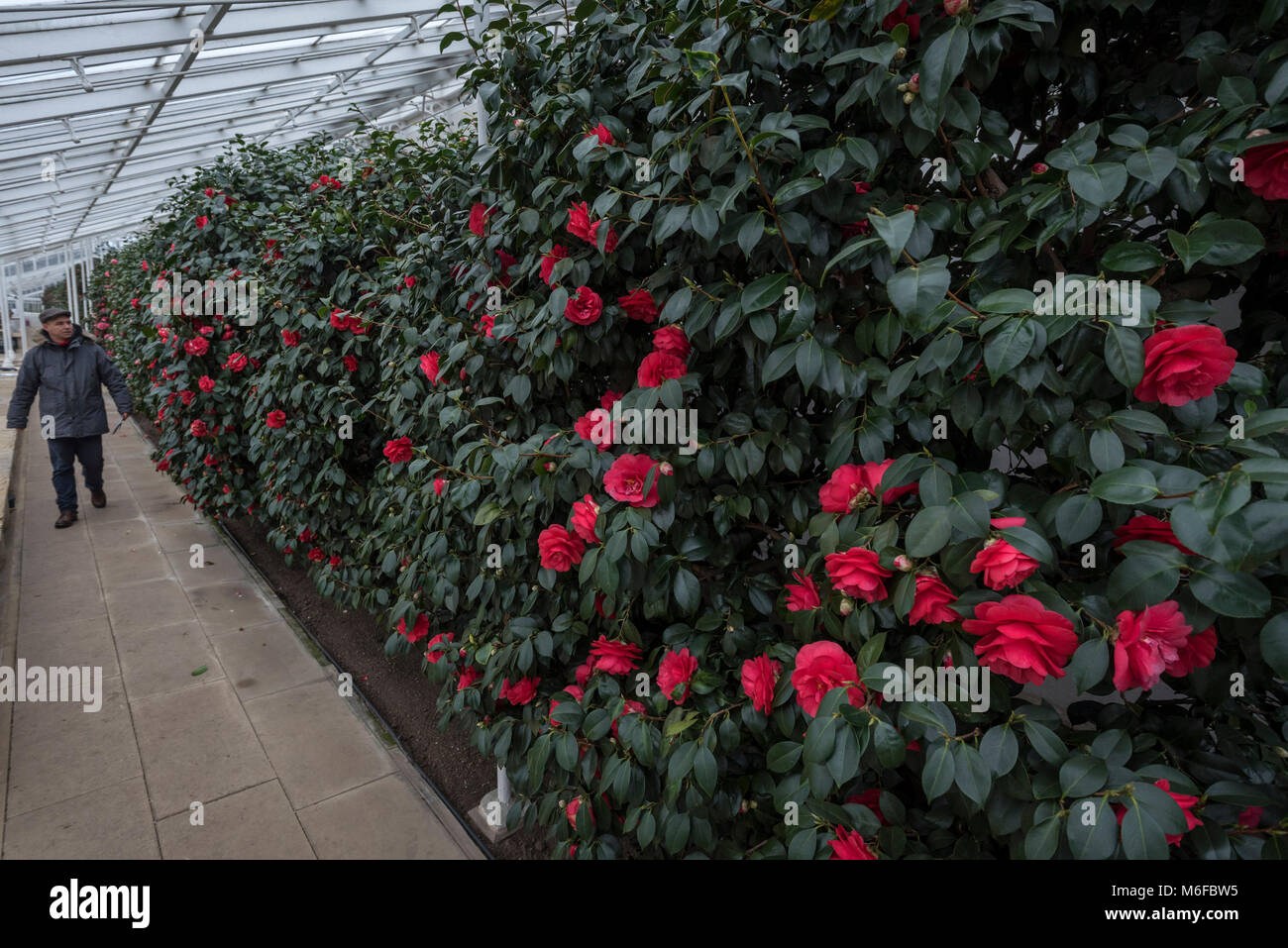 Middlemist’s red camellia hi-res stock photography and images - Alamy