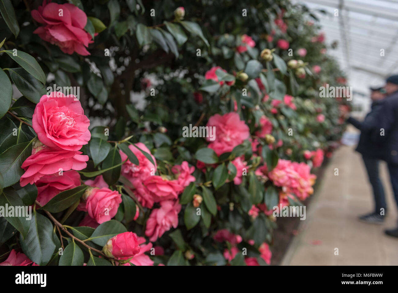 Middlemist’s red camellia hi-res stock photography and images - Alamy