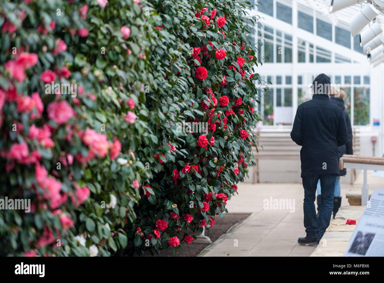 Middlemist’s red camellia hi-res stock photography and images - Alamy