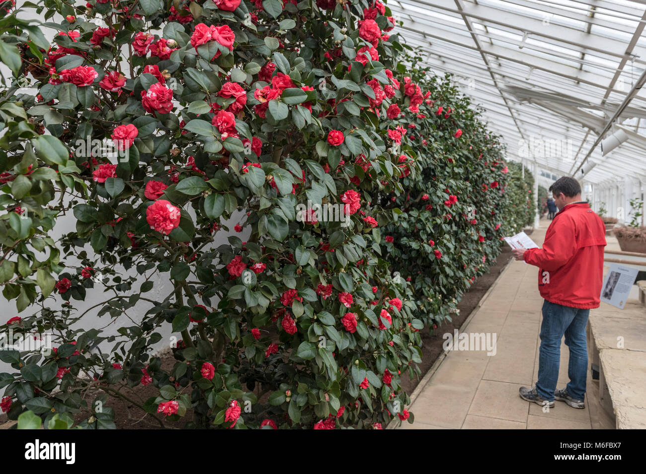 Middlemist’s red camellia hi-res stock photography and images - Alamy