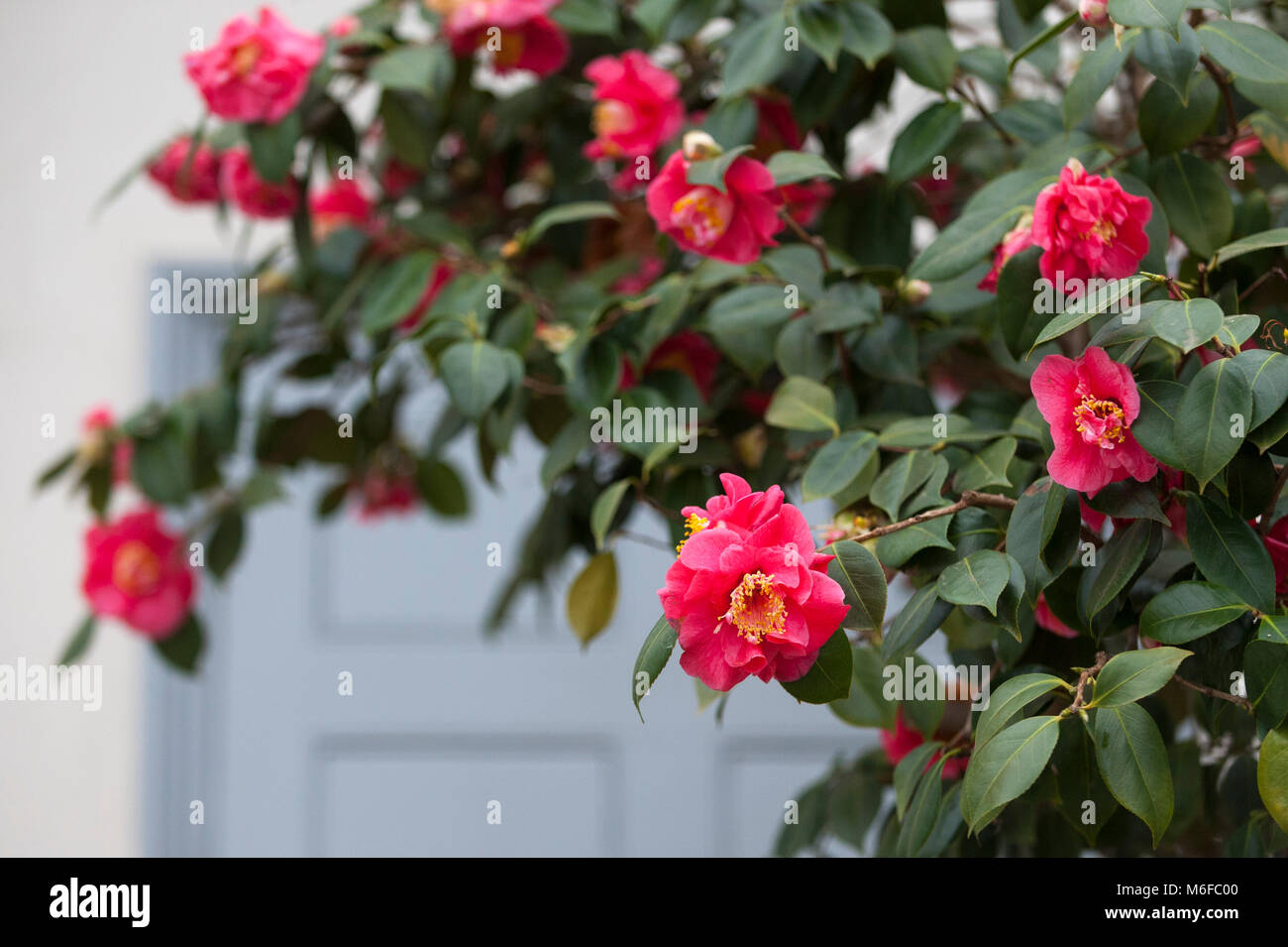 Middlemist’s red camellia hi-res stock photography and images - Alamy