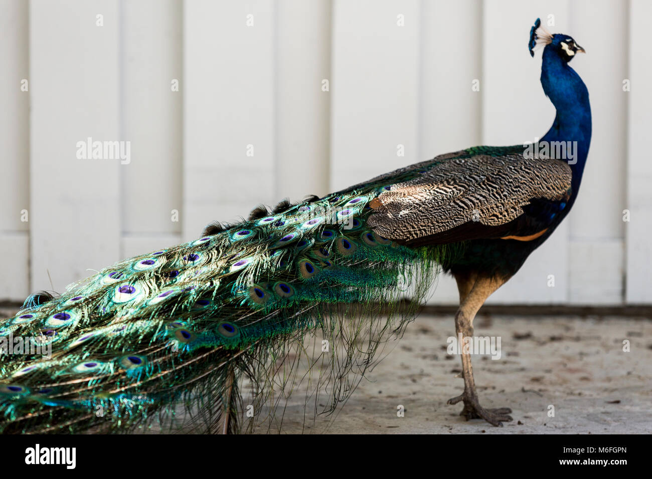 Peacocks train hi-res stock photography and images - Alamy