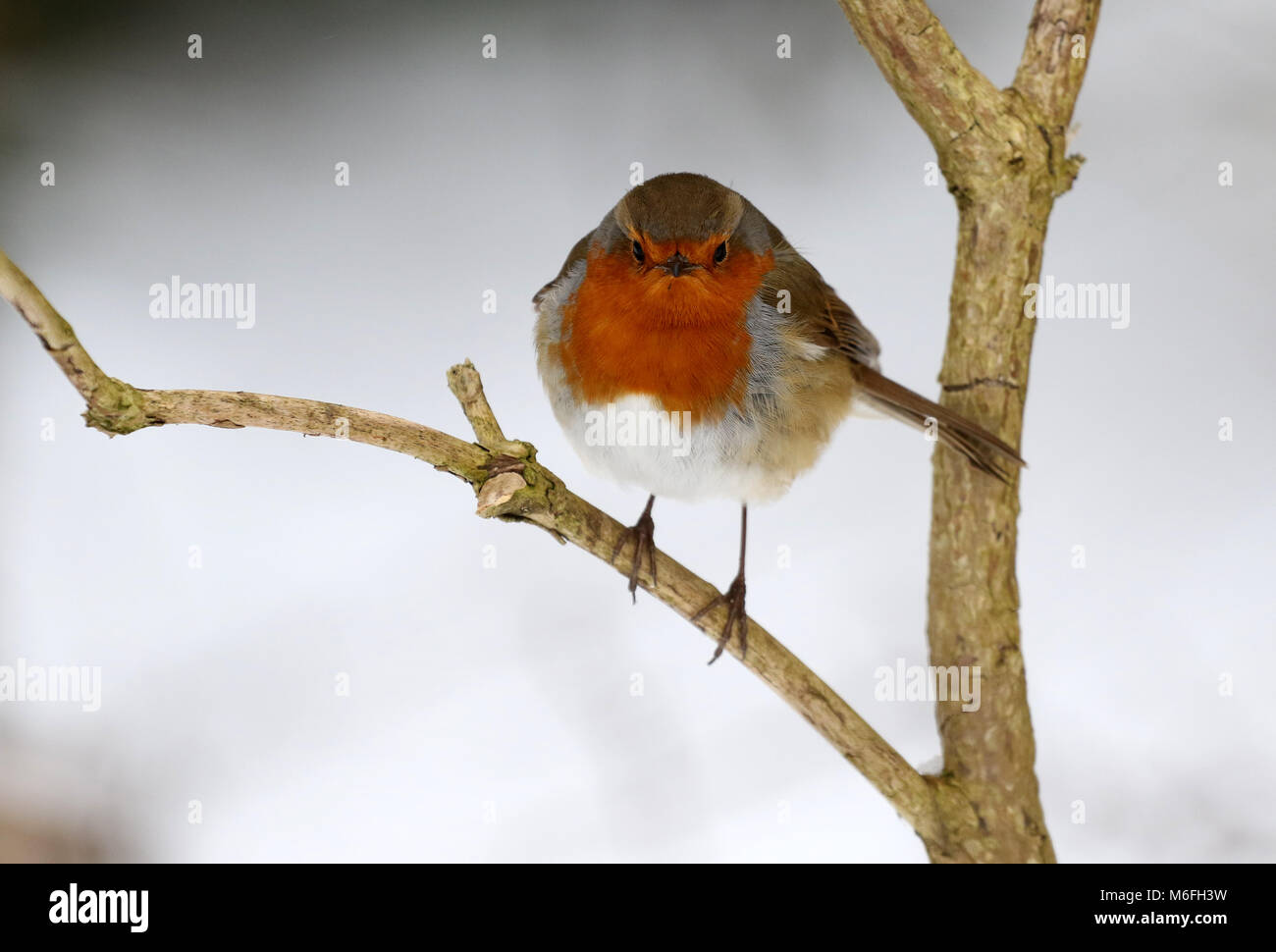 A robin stares into the lens as the snow and cold weather continue in ...