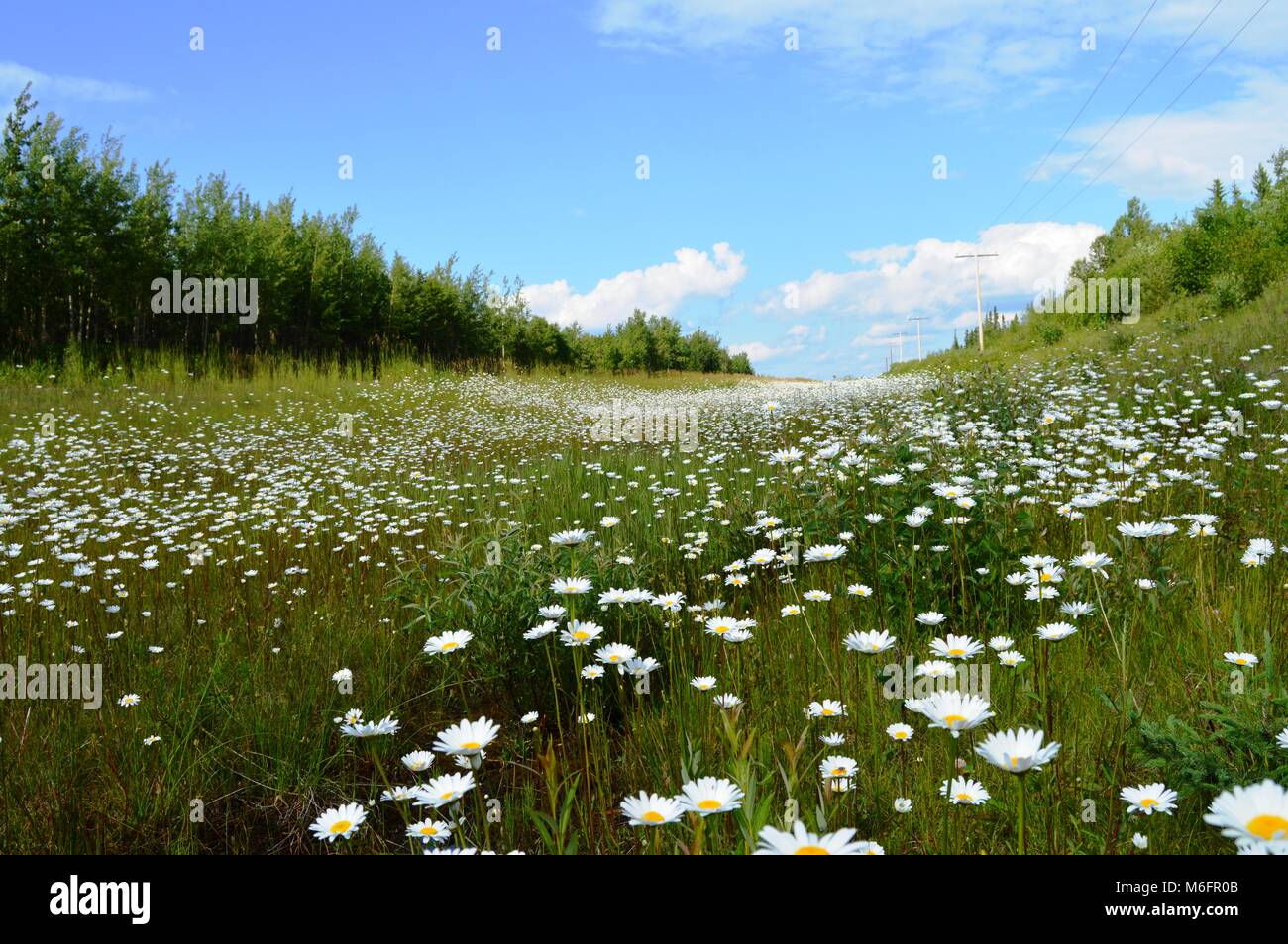 oxeye daisy wildflower meadow Stock Photo - Alamy