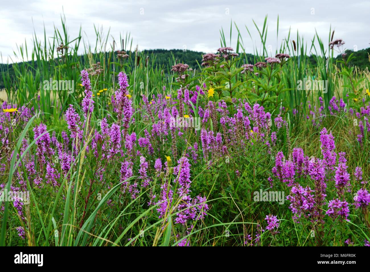 Swamp loosestrife decodon verticillatus hi-res stock photography and ...
