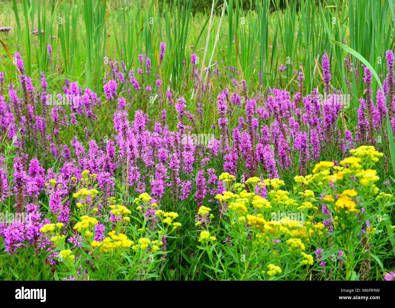 Swamp loosestrife decodon verticillatus hi-res stock photography and ...