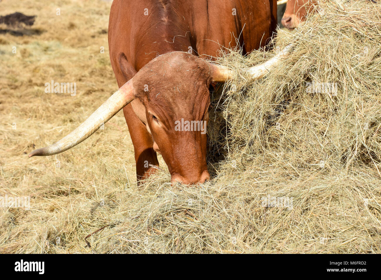 Afrikaner oxen as forerunners to tractors as part of the heritage and ...