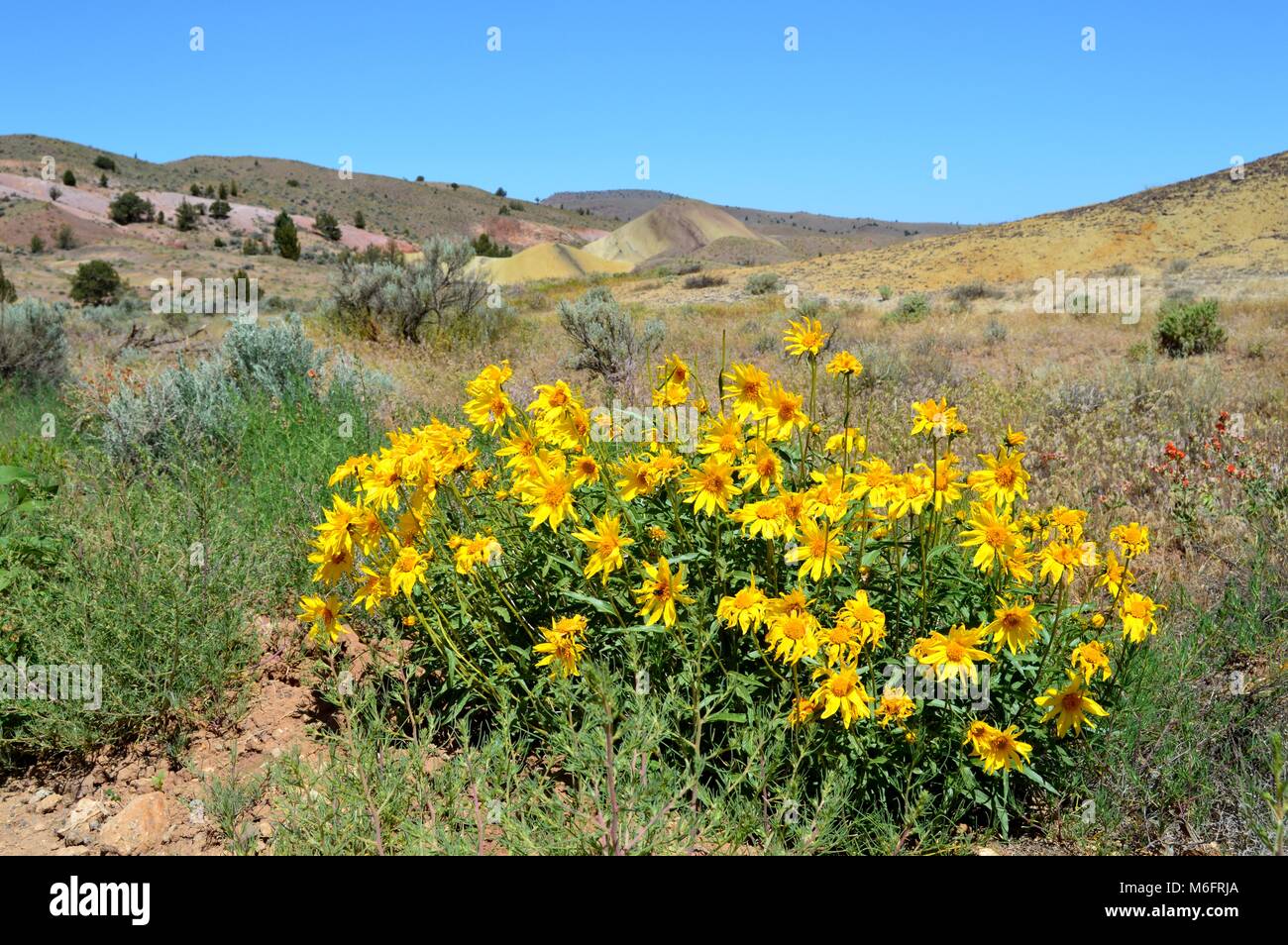 Balsamroot hi-res stock photography and images - Alamy
